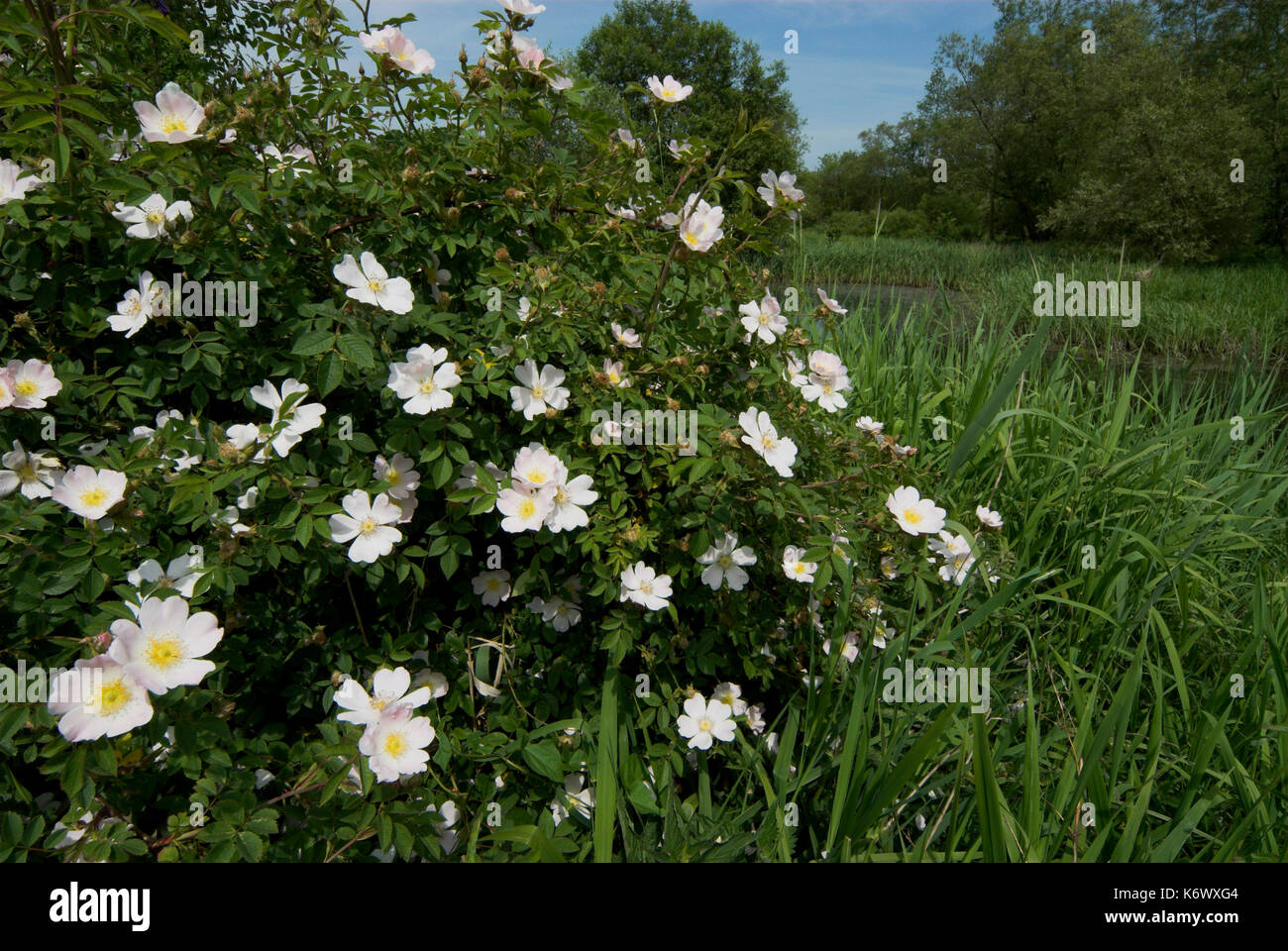 Dog Rose flowering bush, Rosa canina, by pond, Stodmarsh, Kent, pink ...