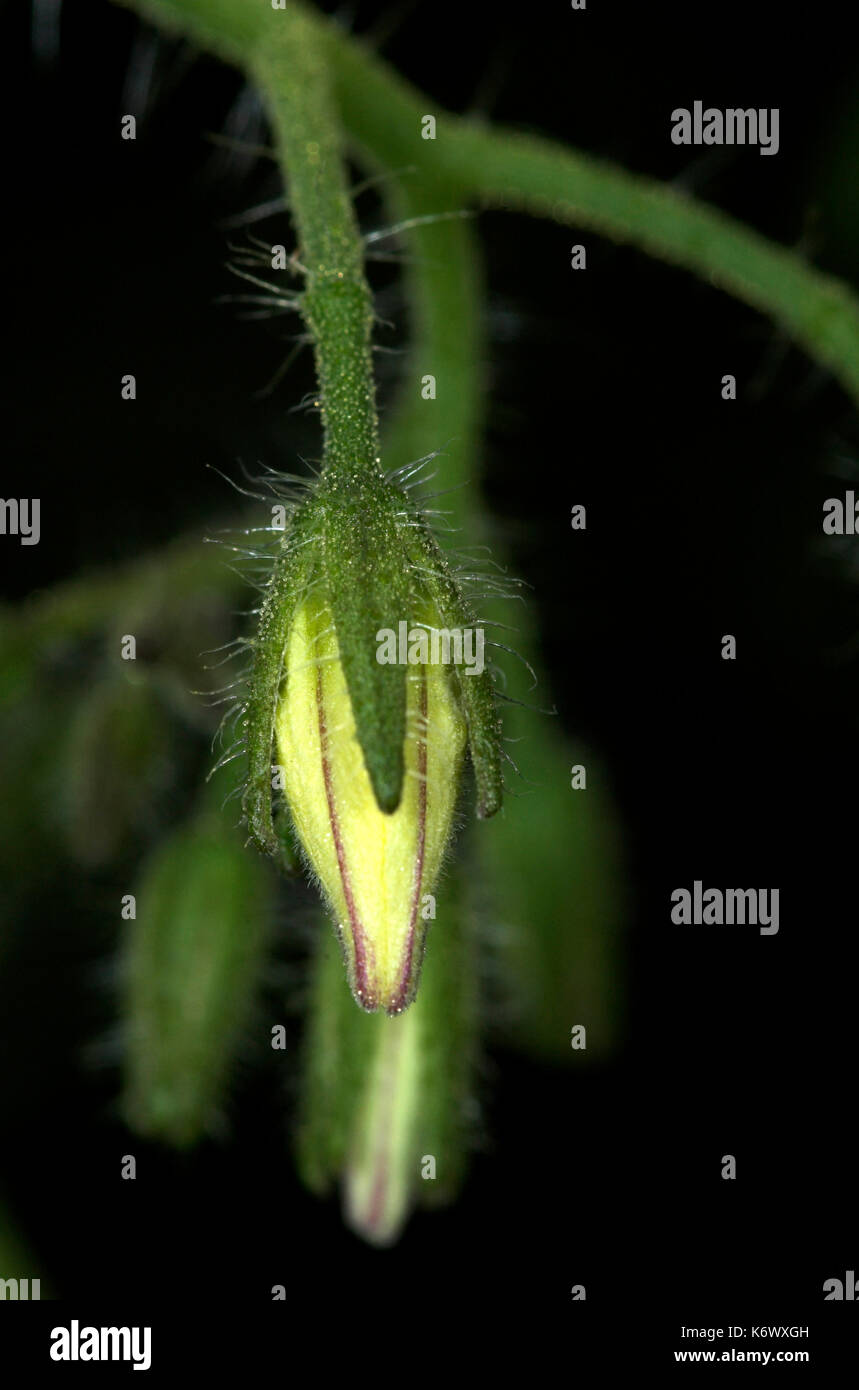 Tomato Plant, growth sequence, close up of flowering buds, about to ...