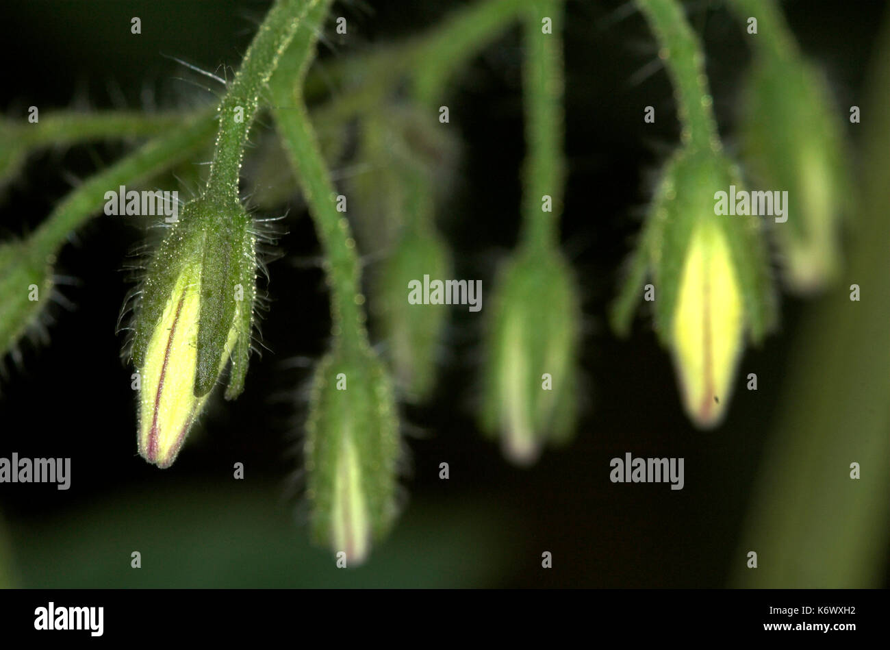 Tomato Plant, growth sequence, close up of flowering buds, about to ...