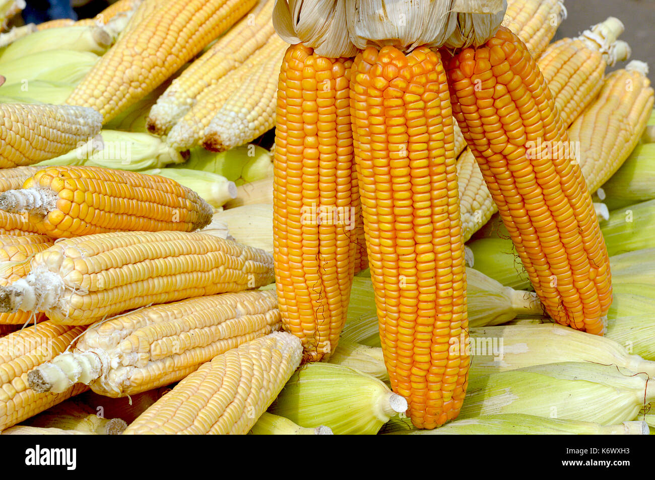 Maize the most excellent Crop in world Stock Photo - Alamy