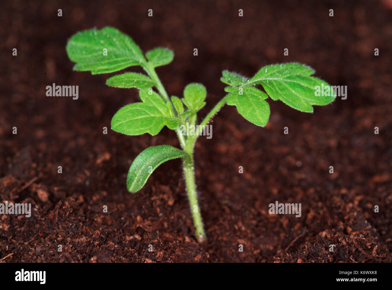 Tomato Plant, growth sequence, first true leaves, from two weeks growth ...