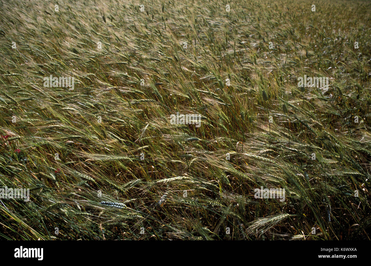 Soft seed heads hi-res stock photography and images - Alamy