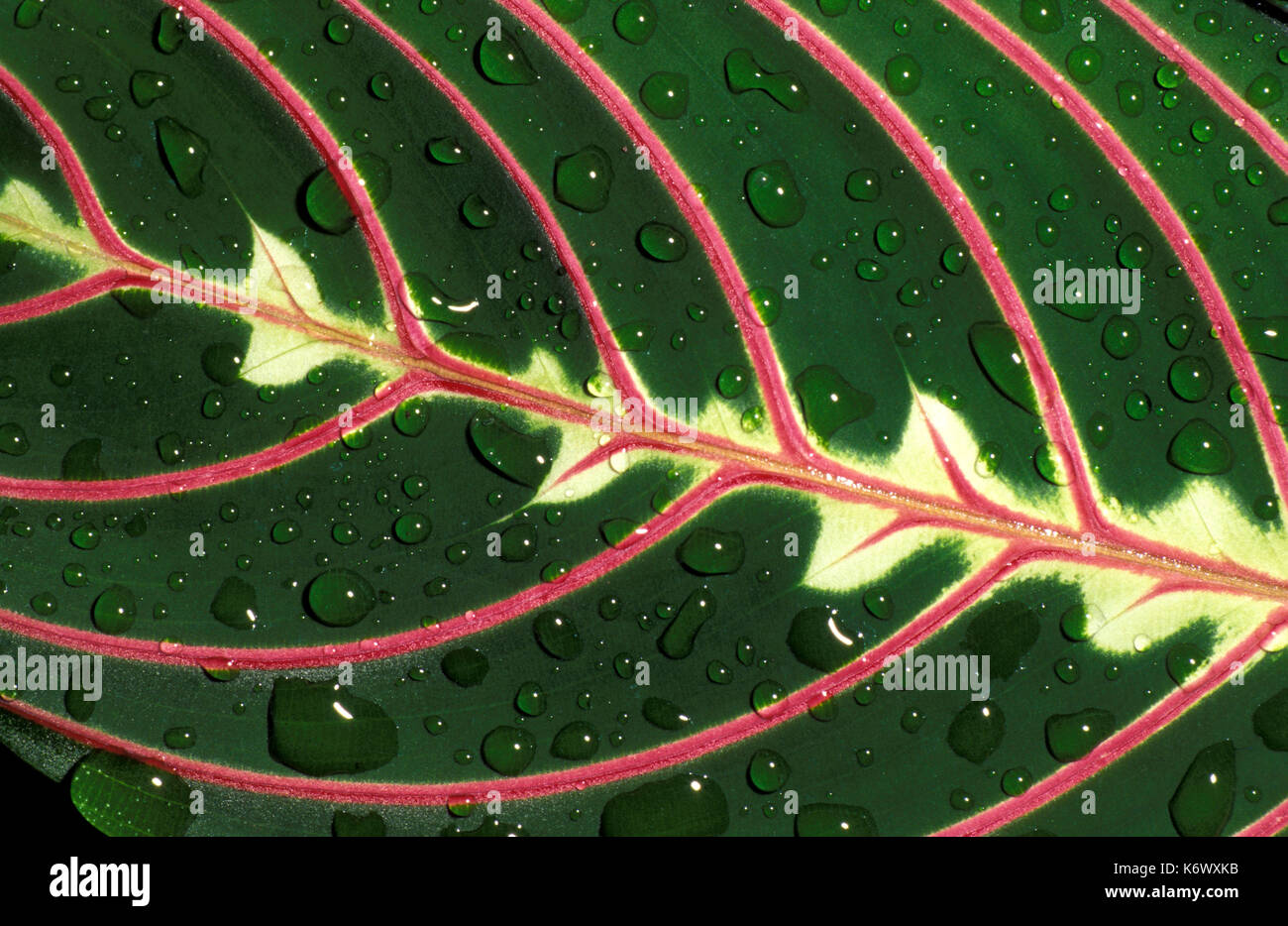 Maranta leuconeura hi-res stock photography and images - Alamy