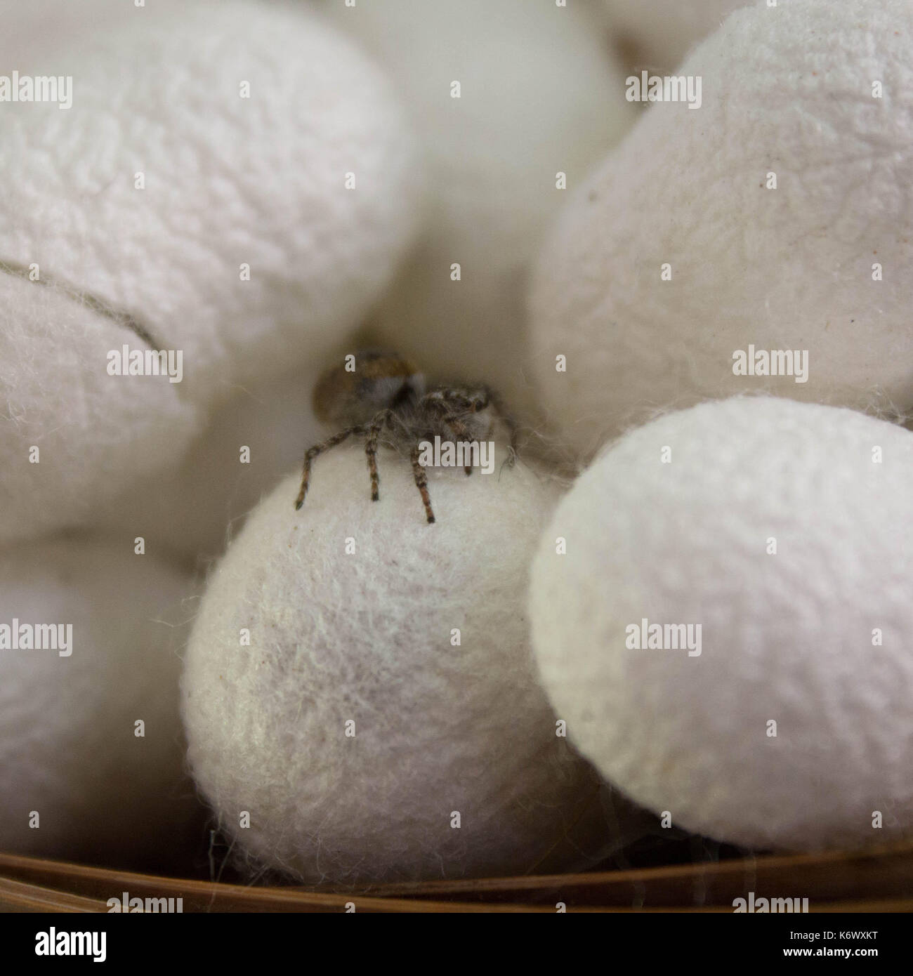 Spider cocoon hi-res stock photography and images - Alamy