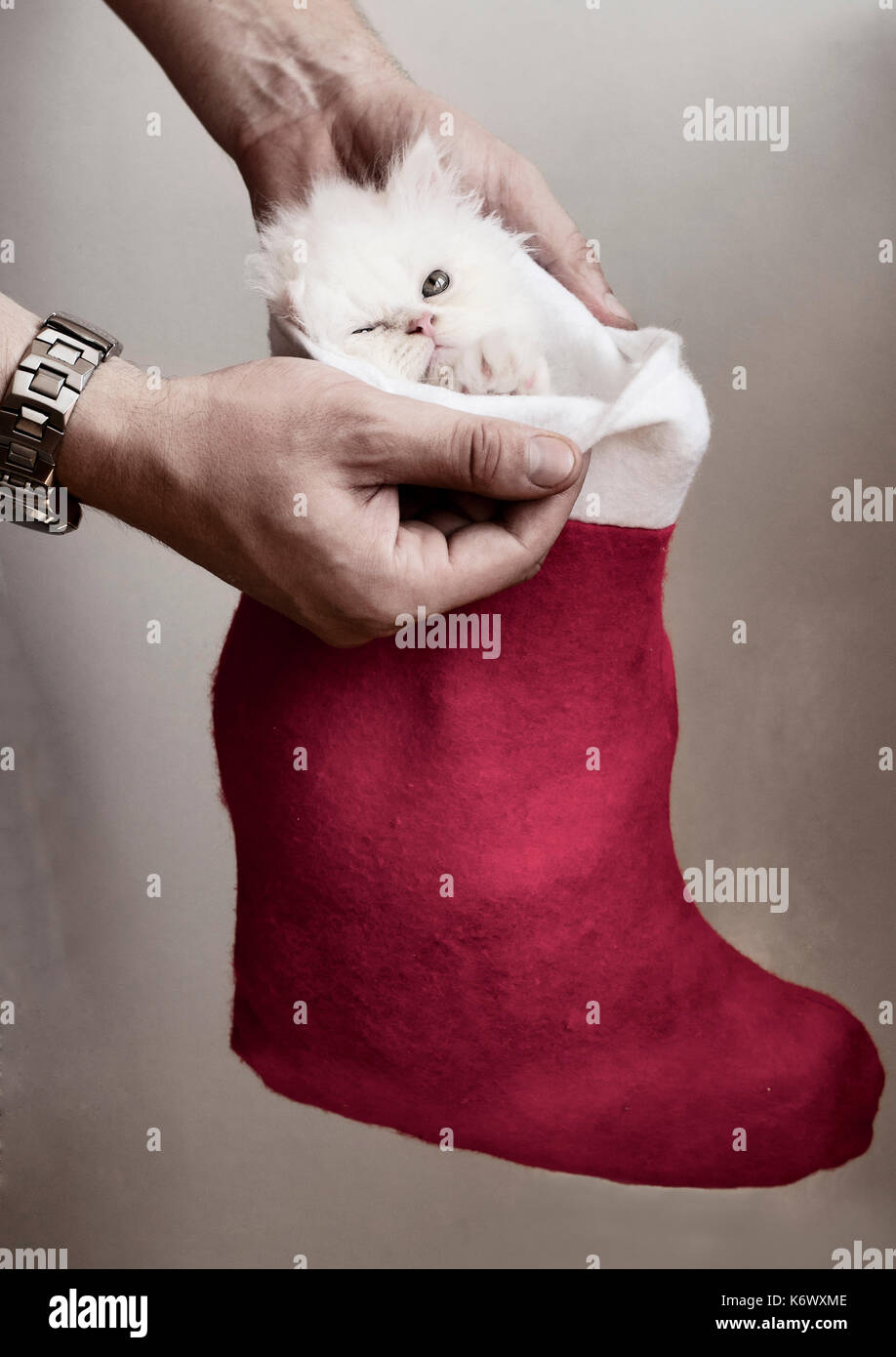 Mad kitten hi-res stock photography and images - Alamy