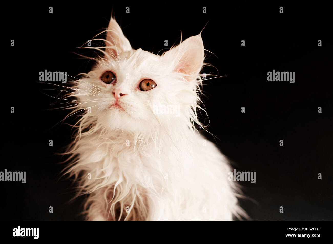 White wet hi-res stock photography and images - Alamy