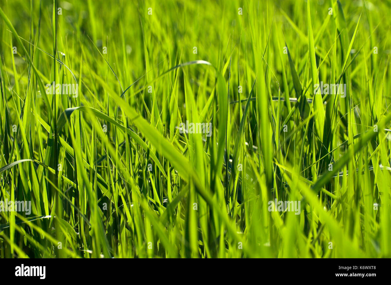 Stodmarsh kent hi-res stock photography and images - Alamy