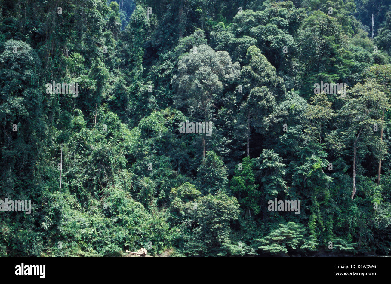 Rainforest Trees showing different heights, Danum Valley, Sabah, jungle ...