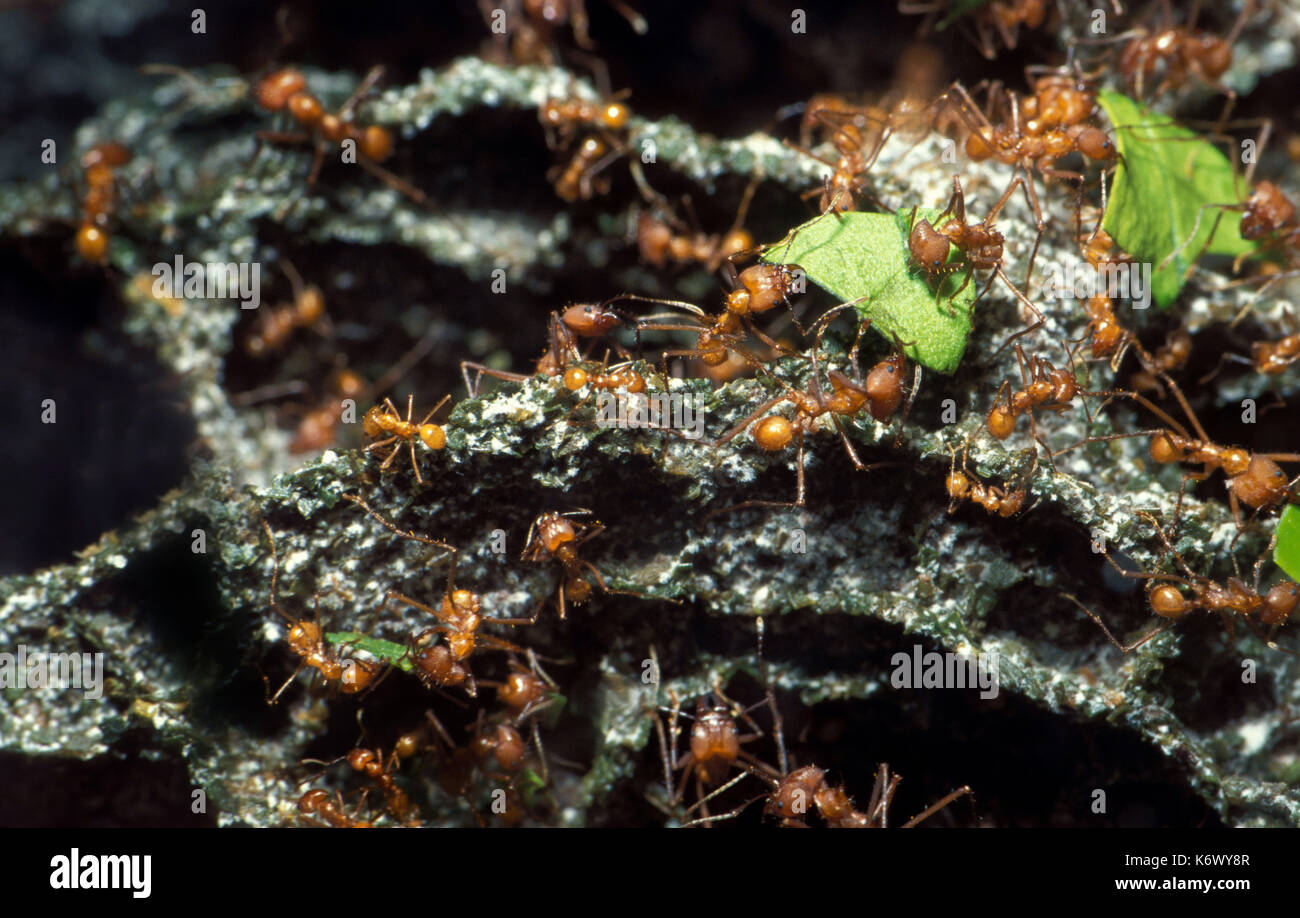Leaf cutter ants, view inside the nest jungle tropical rainforest Stock ...
