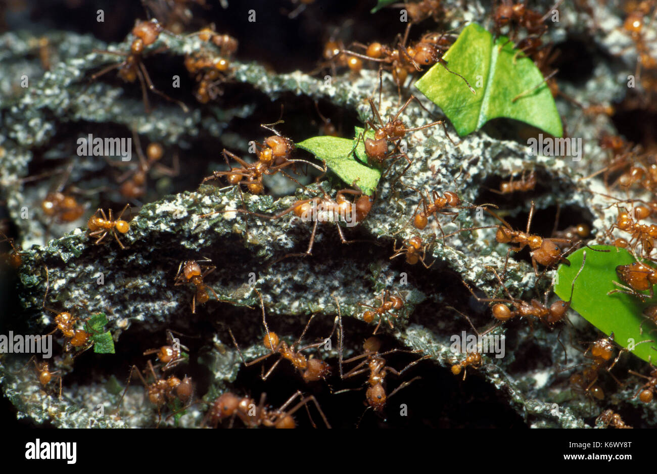 Leaf cutter ants, view inside the nest jungle tropical rainforest Stock ...