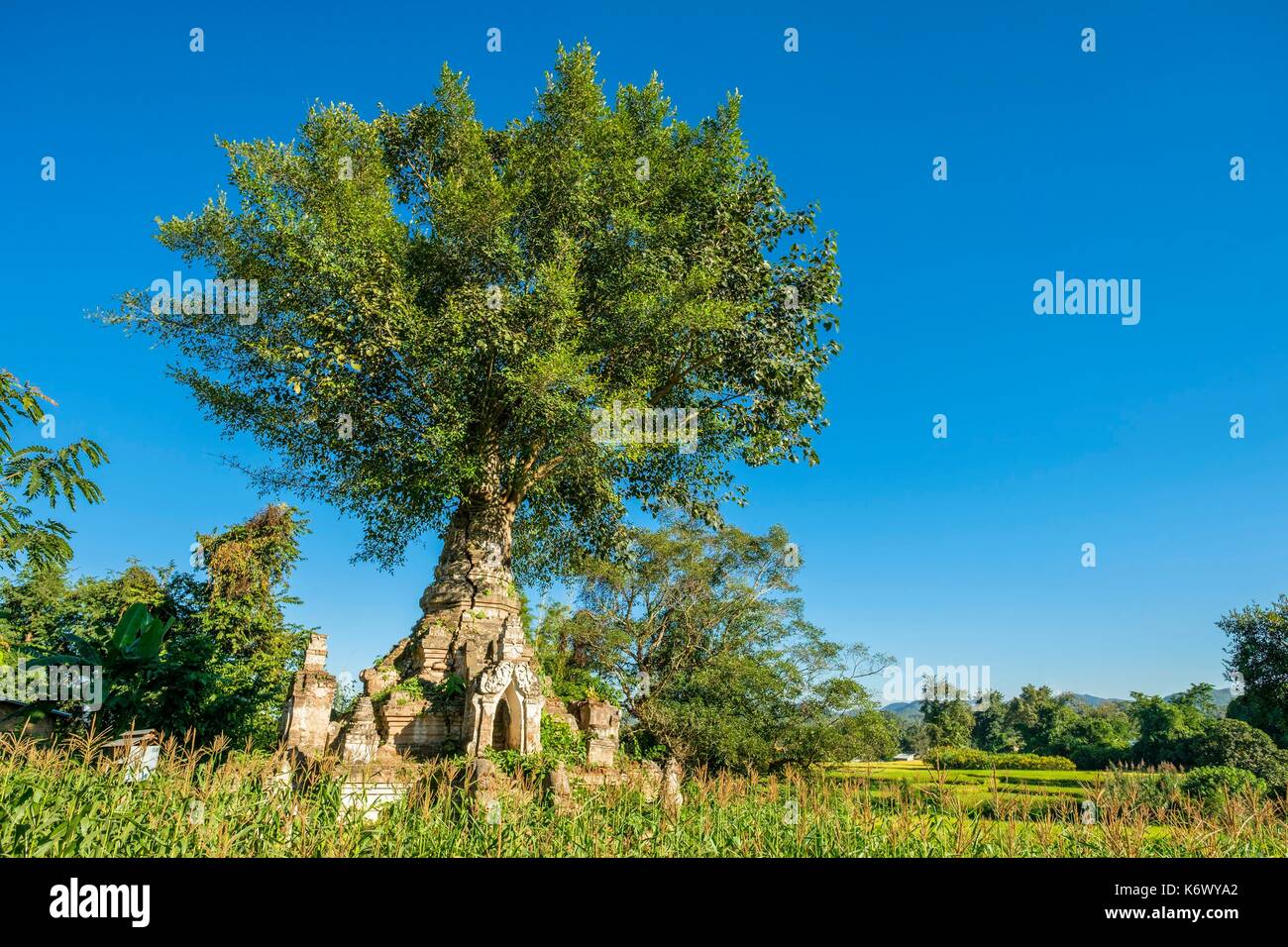 Myanmar (Burma), Shan state, Hsipaw, Little Bagan, tree growing in a ...
