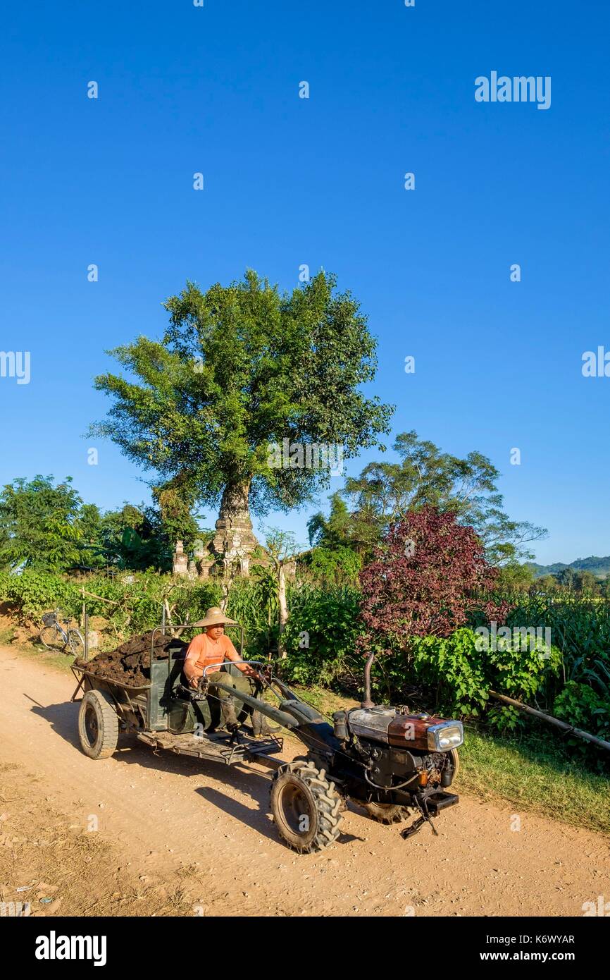 Myanmar (Burma), Shan state, Hsipaw, Little Bagan, tree growing in a ...