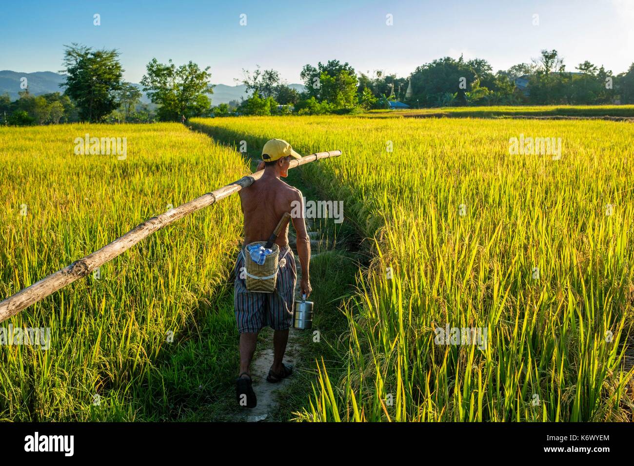 Myanmar (Burma), Shan state, Hsipaw, the countryside, work in the rice ...