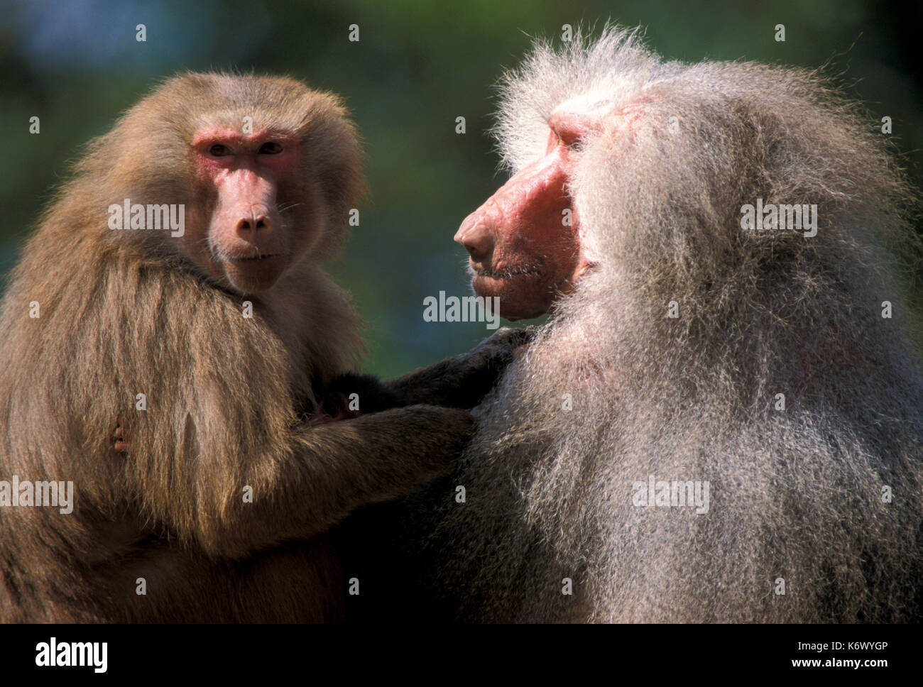 Hamadryas Baboon (Papio cyncocephalus hamadryas) - male and female ...