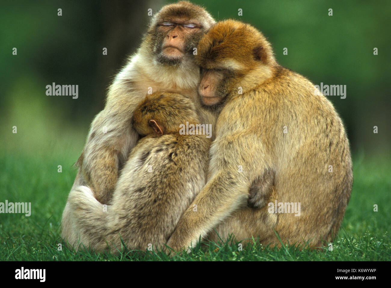 Barbary Macaque, Macaca radiaca, Captive, group huddled together ...