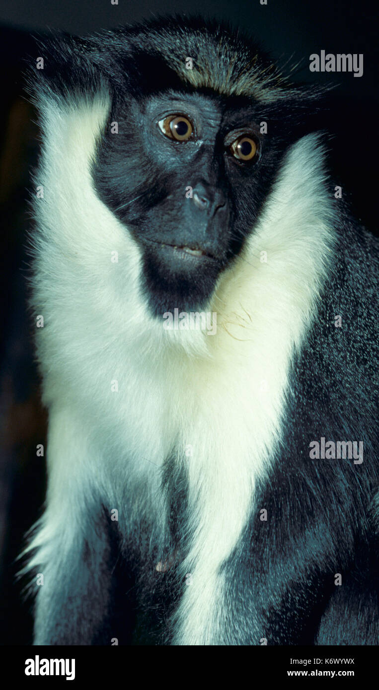 Diana monkey (captive Stock Photo - Alamy