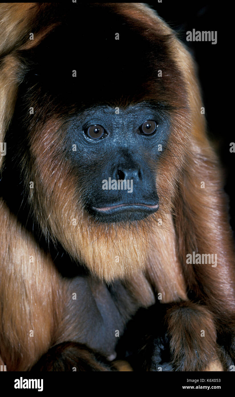 Red howler monkey, captive, Alouatta seniculus, largest of howler ...