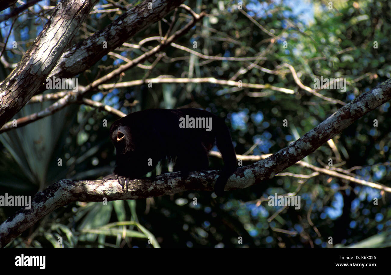 Yucatan or Guatemalan Black Howler Monkey, Alouatta pigra, in tree ...