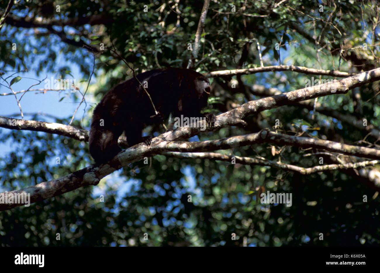Yucatan or Guatemalan Black Howler Monkey, Alouatta pigra, in tree ...