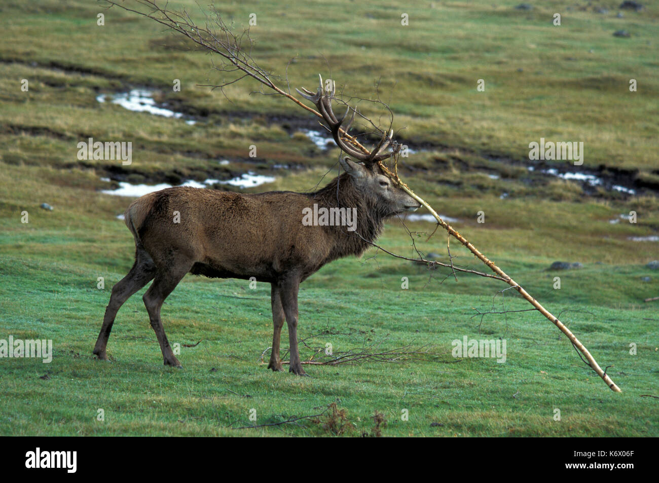 Deer rubbing antlers hi-res stock photography and images - Alamy