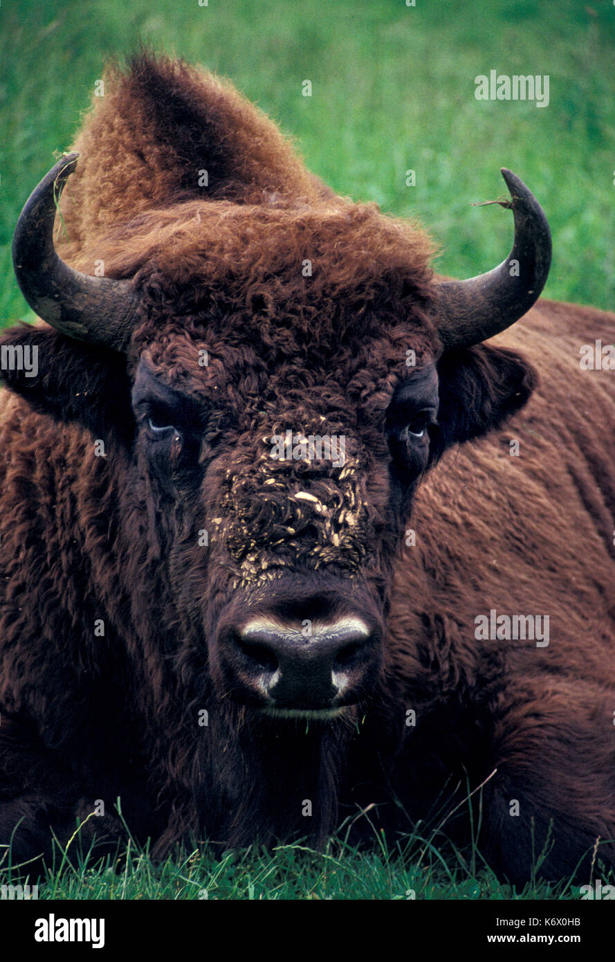 American Bison or Buffalo, Bison bson, portrait, face Stock Photo - Alamy