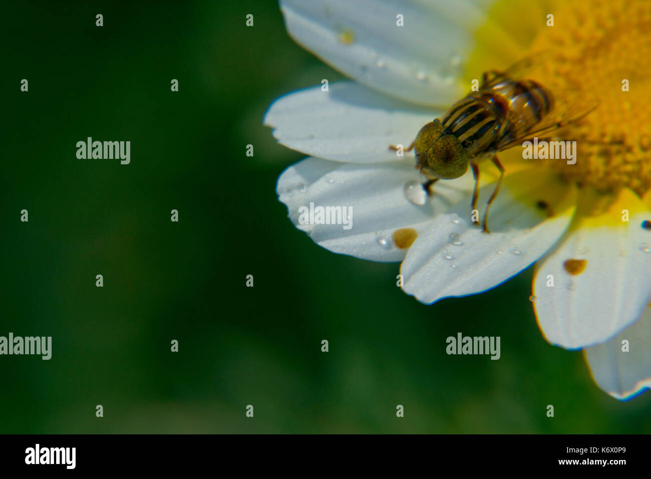 Insects on flower hi-res stock photography and images - Alamy