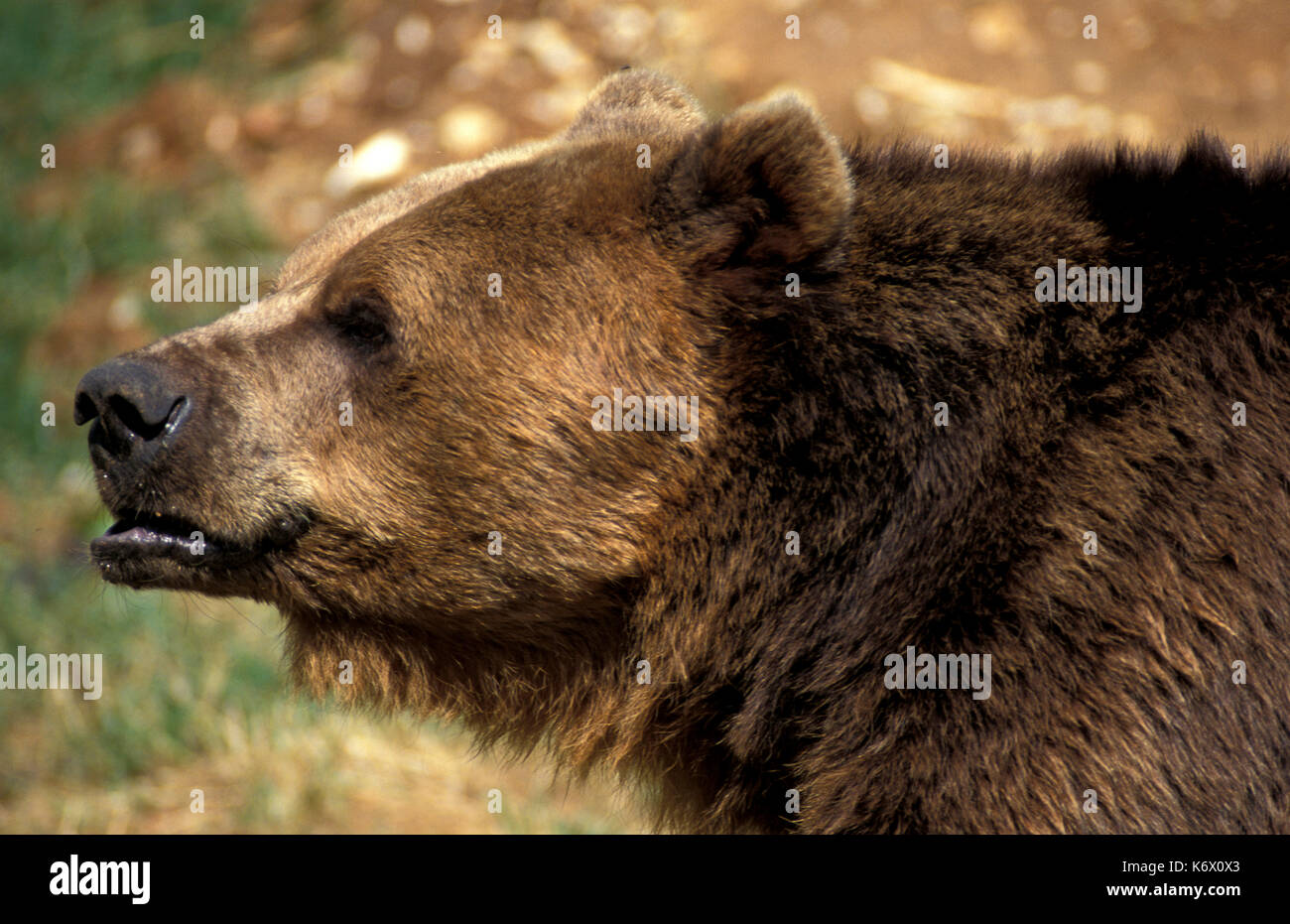 Brown bear, Ursus arctos captive, close up showing face, nose, eyes and ...