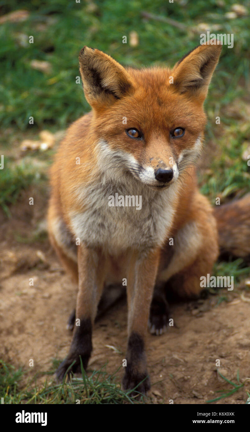 Red fox (Vulpes vulpes) - sitting, showing red/orange coat, white belly ...