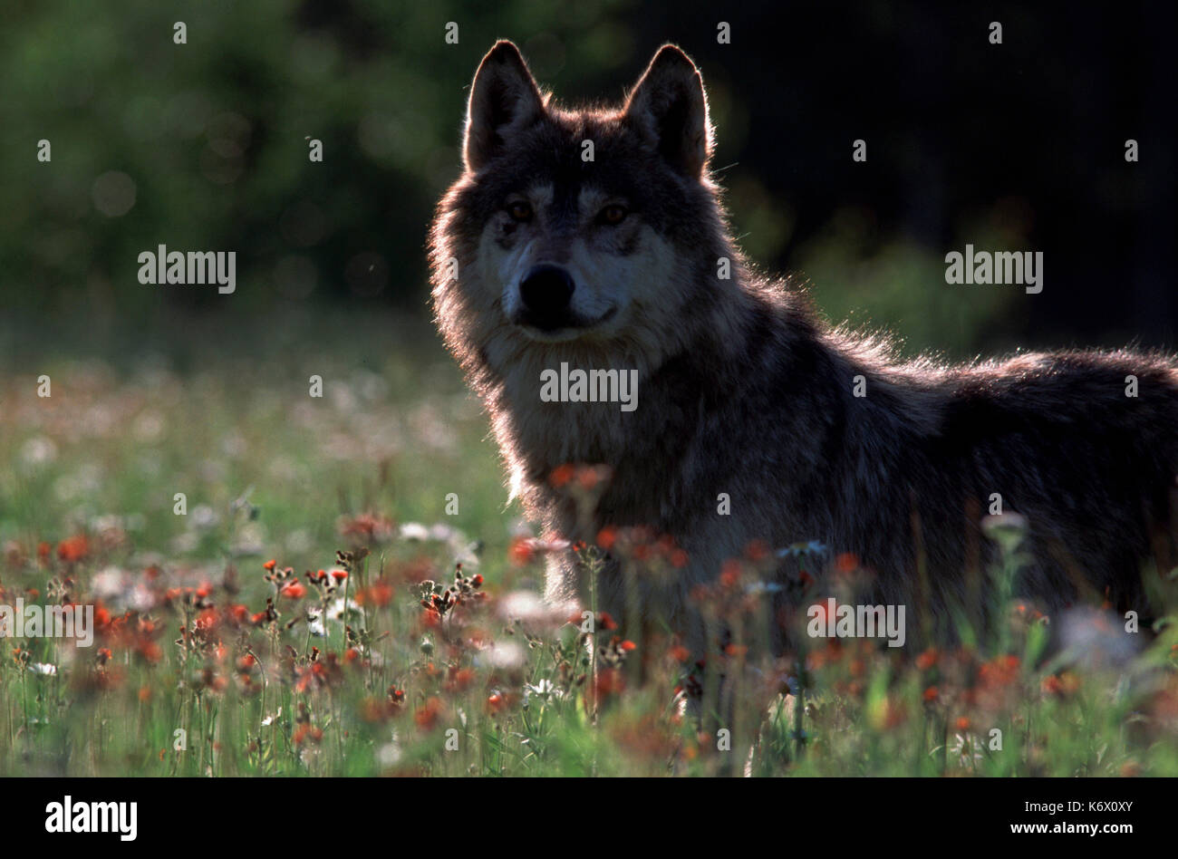 Grey wolf or Timber Wolf, Canis Lupus, male, backlight in flower meadow ...