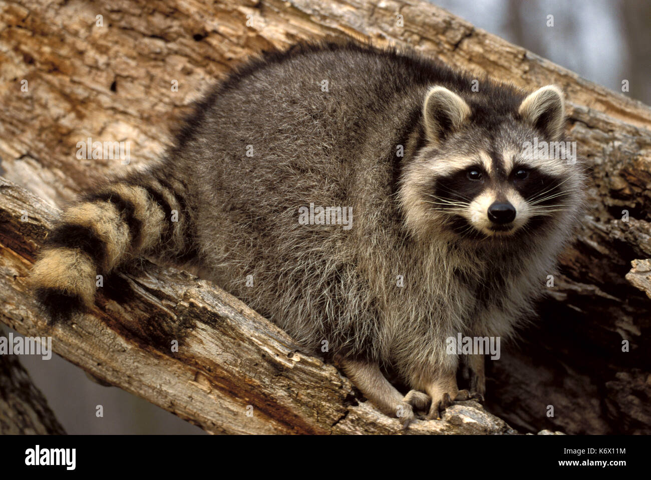Striped raccoon hi-res stock photography and images - Alamy