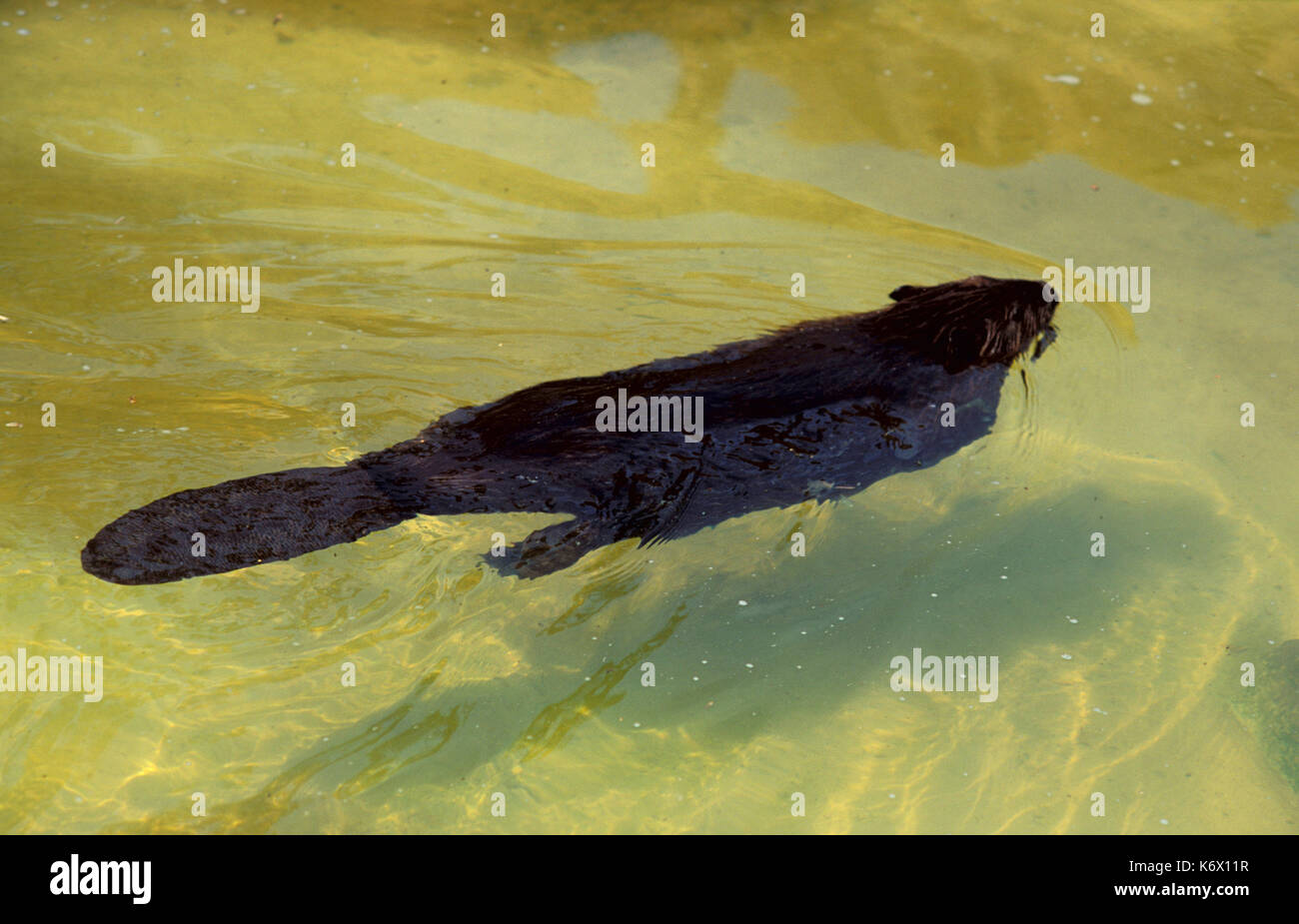 Flat tail hi-res stock photography and images - Alamy