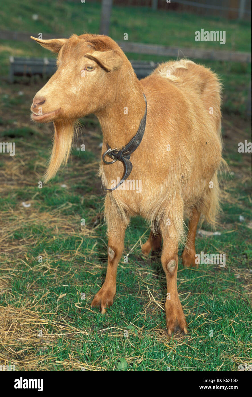 Goat on farmland inner city farm london billy Stock Photo - Alamy