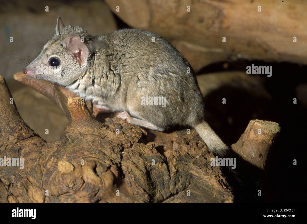 Kowari hi-res stock photography and images - Alamy