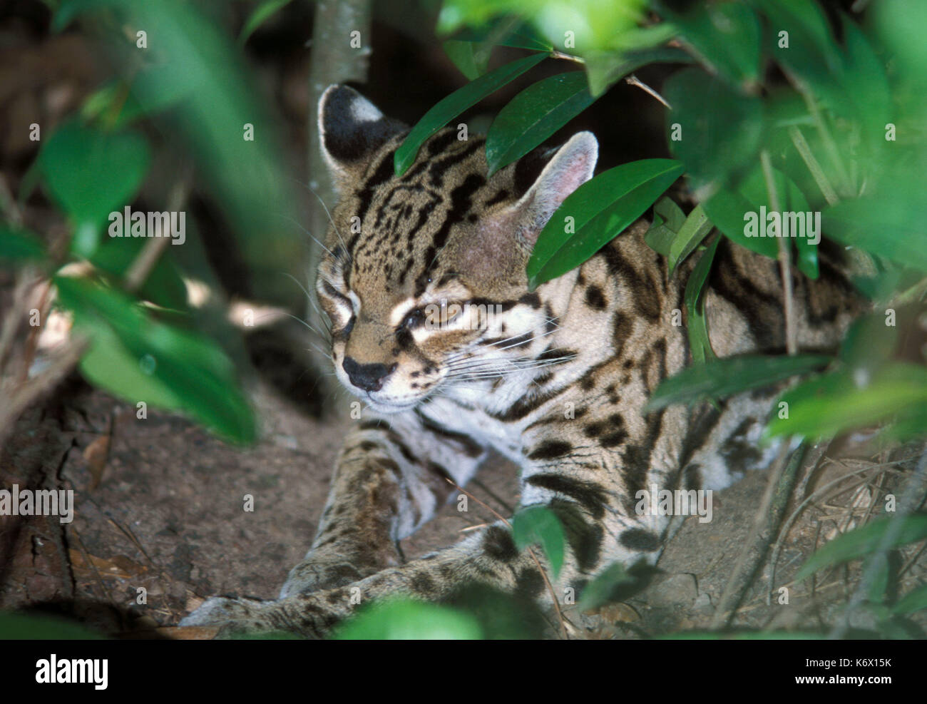 Margay hi-res stock photography and images - Alamy