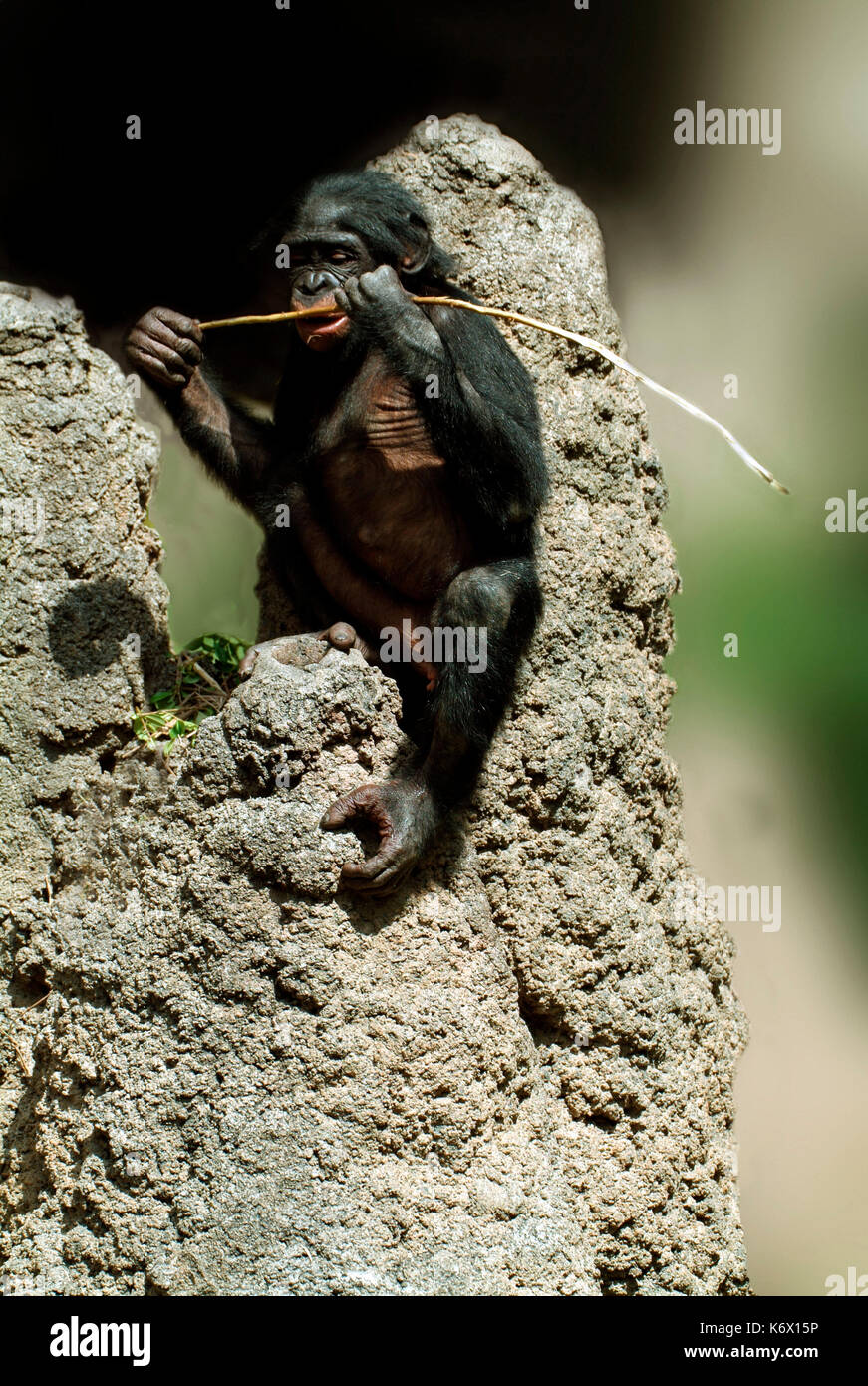 Chimpanzee using stick hi-res stock photography and images - Alamy