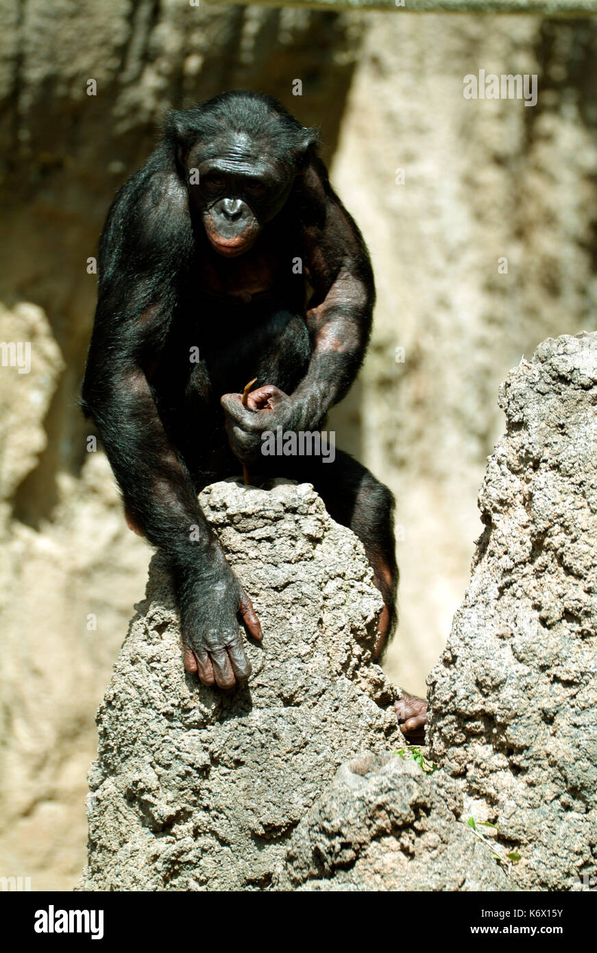 Feed on termites hi-res stock photography and images - Alamy