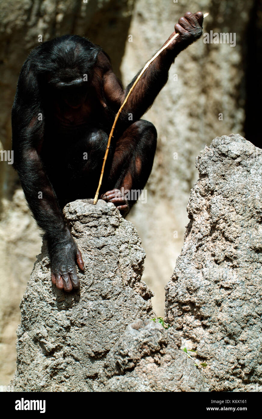 Bonobo, Pan paniscus, or Pygmy Chimpanzee, Central Africa, Congo, using ...