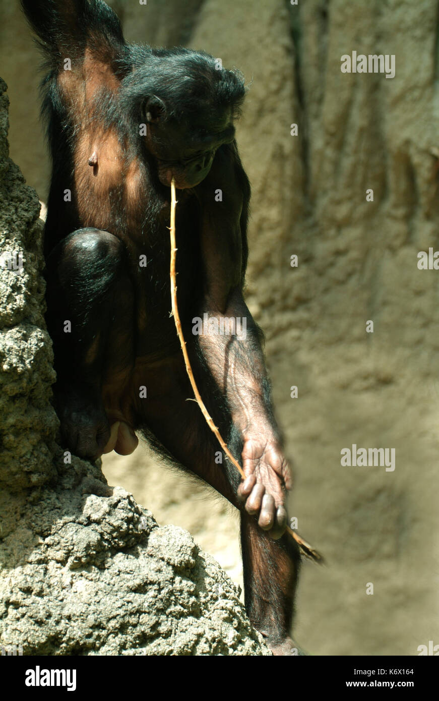 Chimpanzee using stick hi-res stock photography and images - Alamy