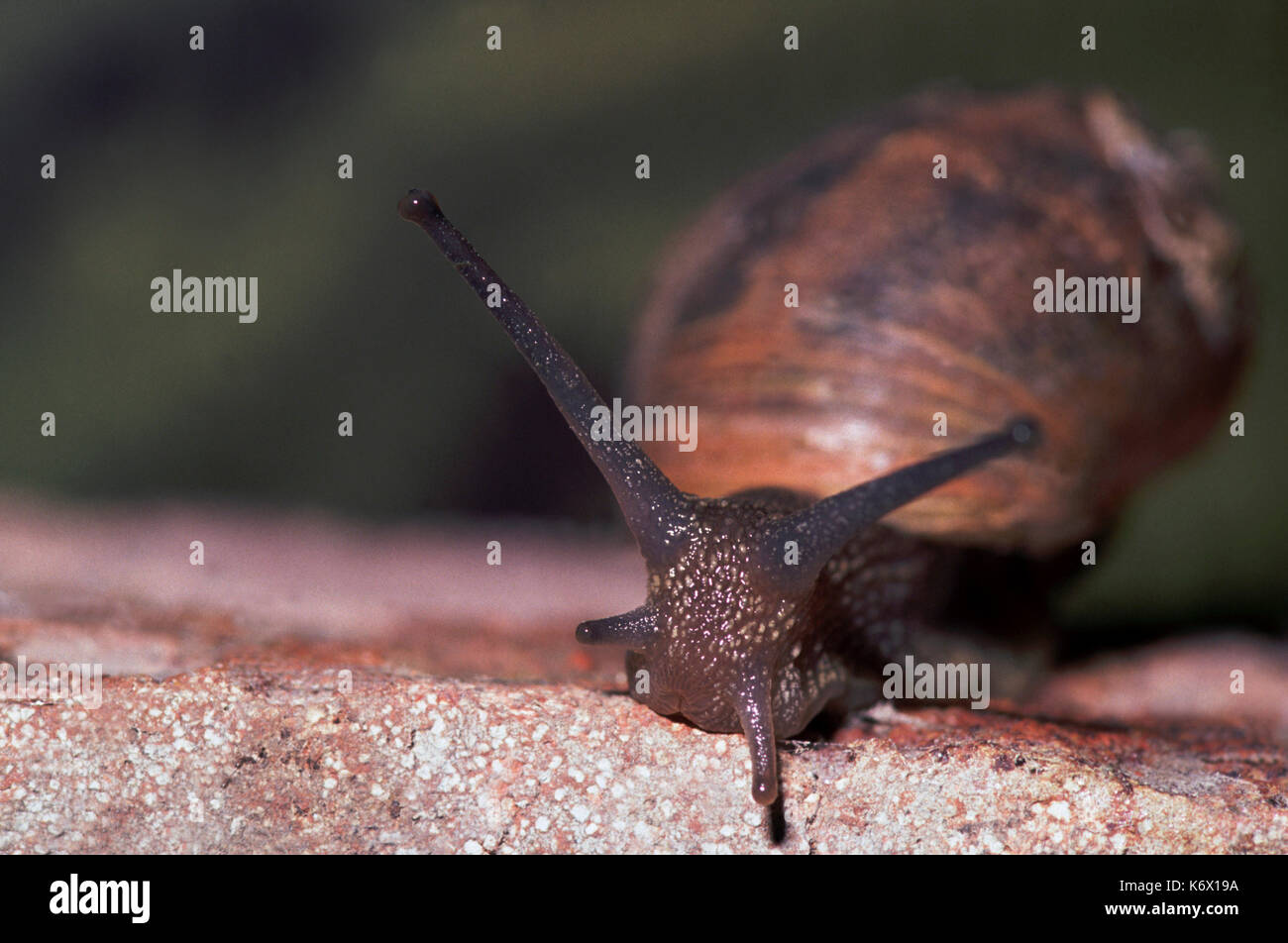 Garden Snail showing antlers & eyes, Helix aspersa Stock Photo - Alamy
