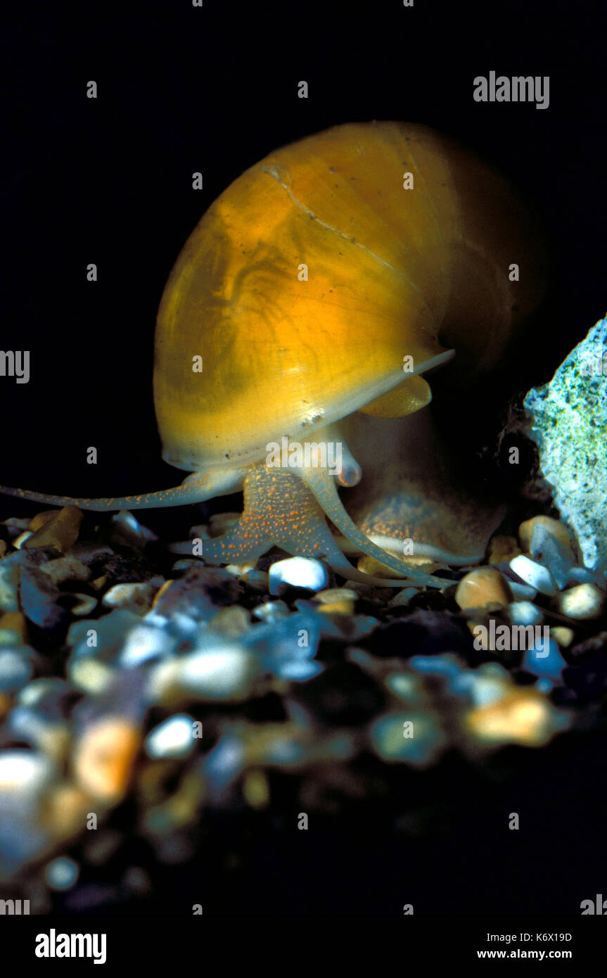 Winkle shell hi-res stock photography and images - Alamy