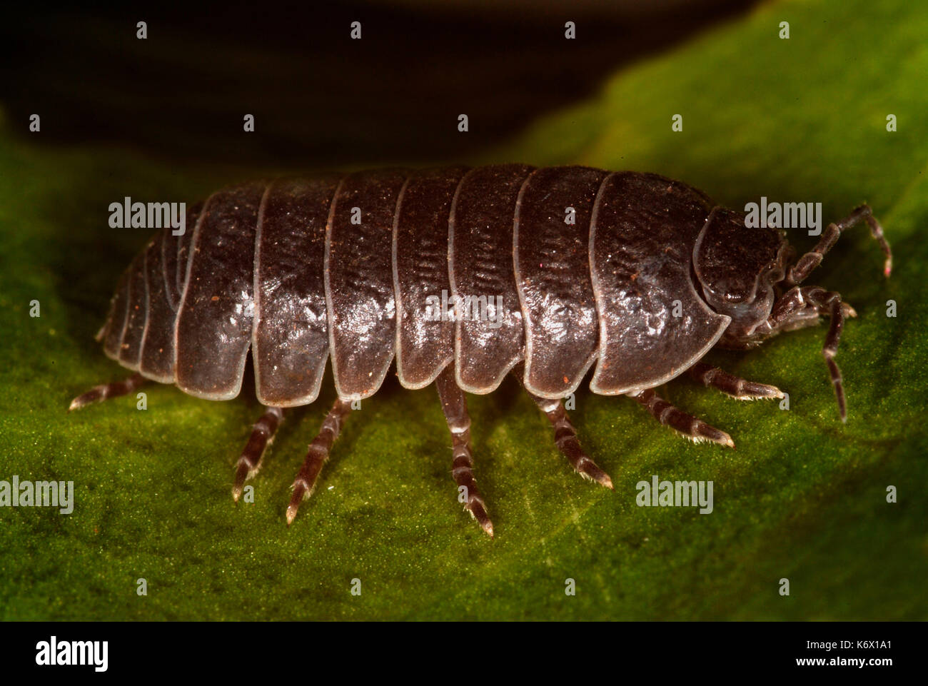 Pill Woodlice or pillbug, Armadillidium vulgare, side view showing face ...