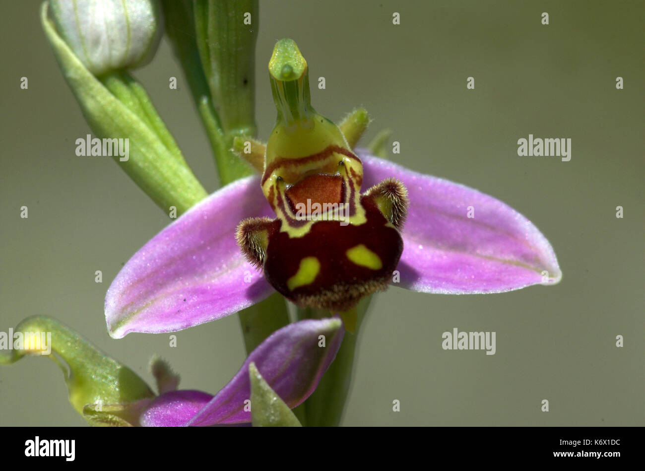 Bee Orchid, Ophrys apifera, close up of single flower, Monkton Chalkpit ...