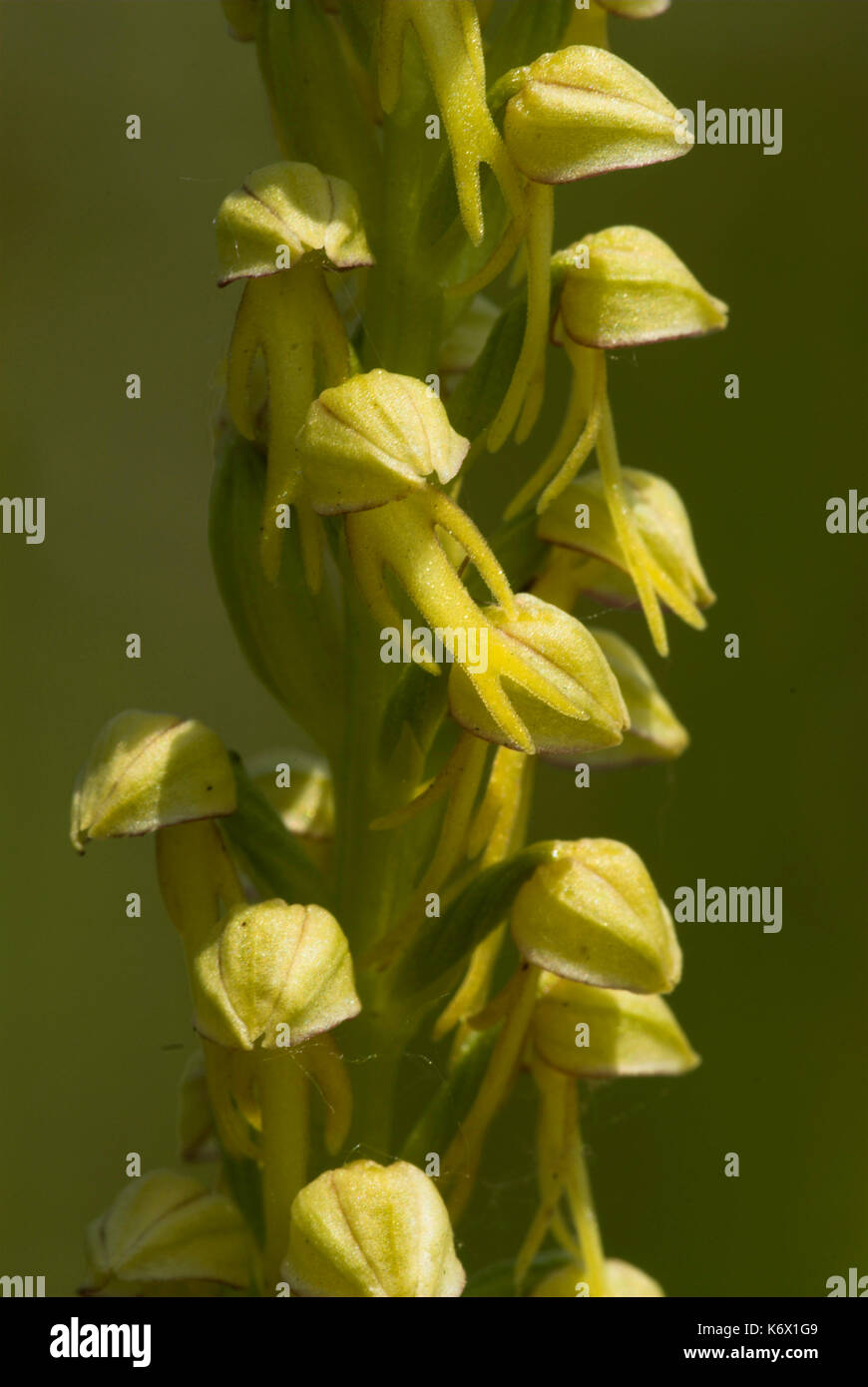 Man Orchid, Acceras anthropophorum, Monkton Chalkpit Nature Reserve ...