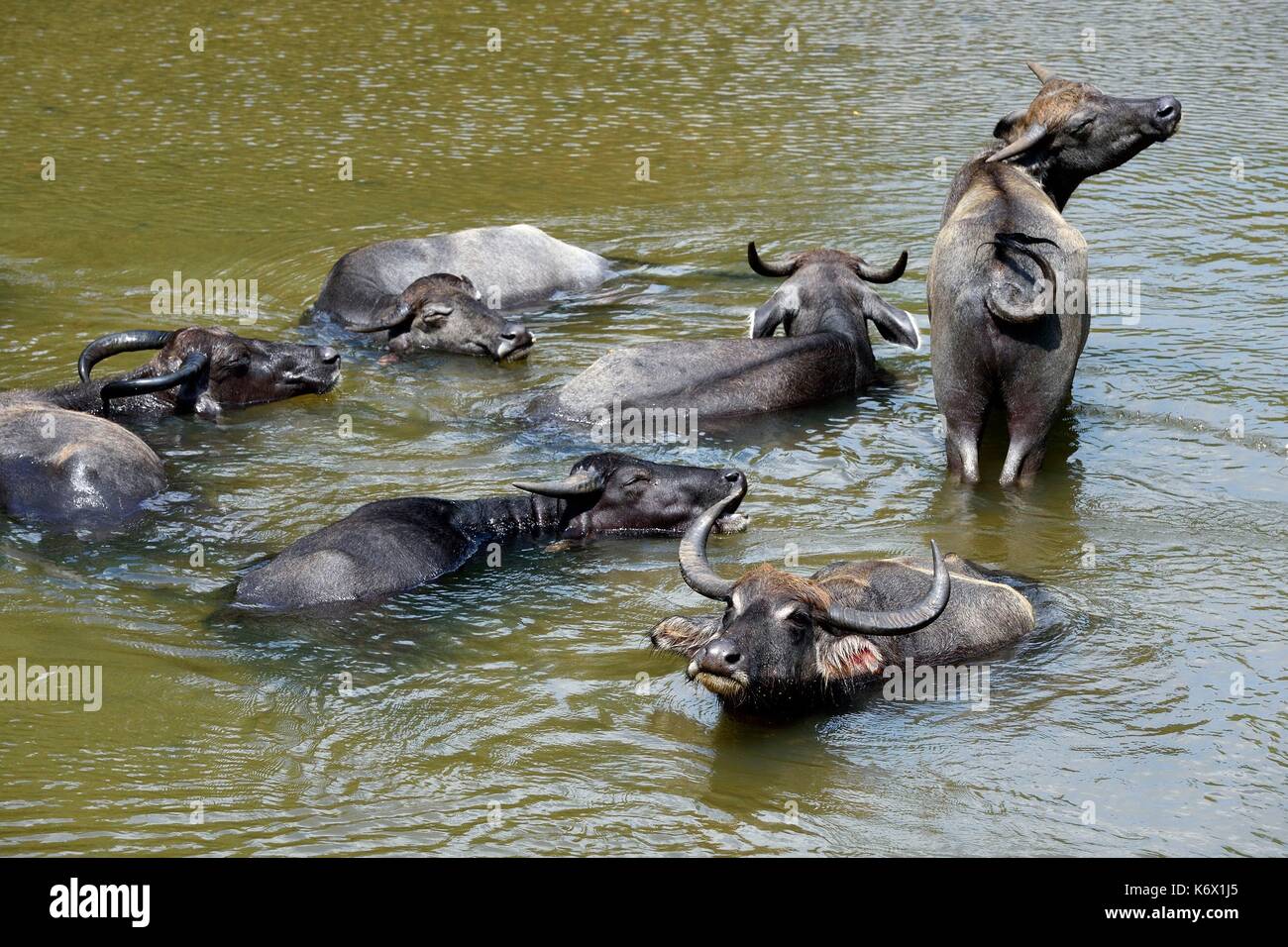 Sri Lanka, North Central province, Diyabeduma, buffalo in the amban ...