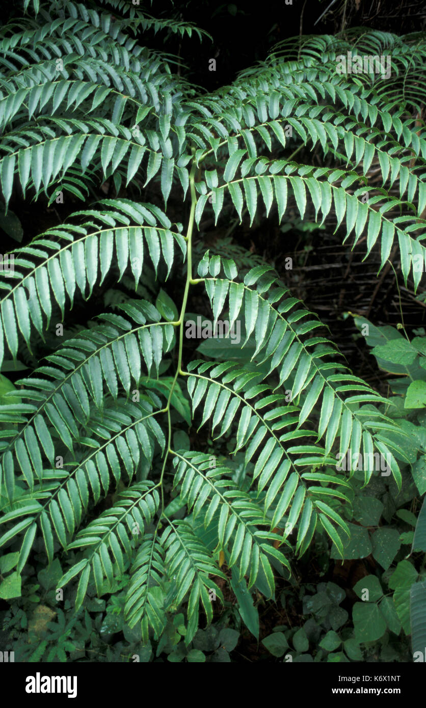 Rainforest in pacific rim hi-res stock photography and images - Alamy