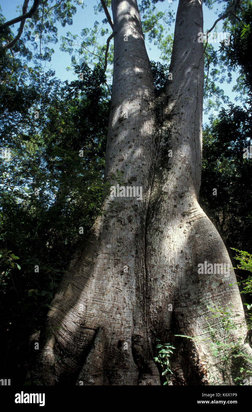 Buttress tree hi-res stock photography and images - Alamy