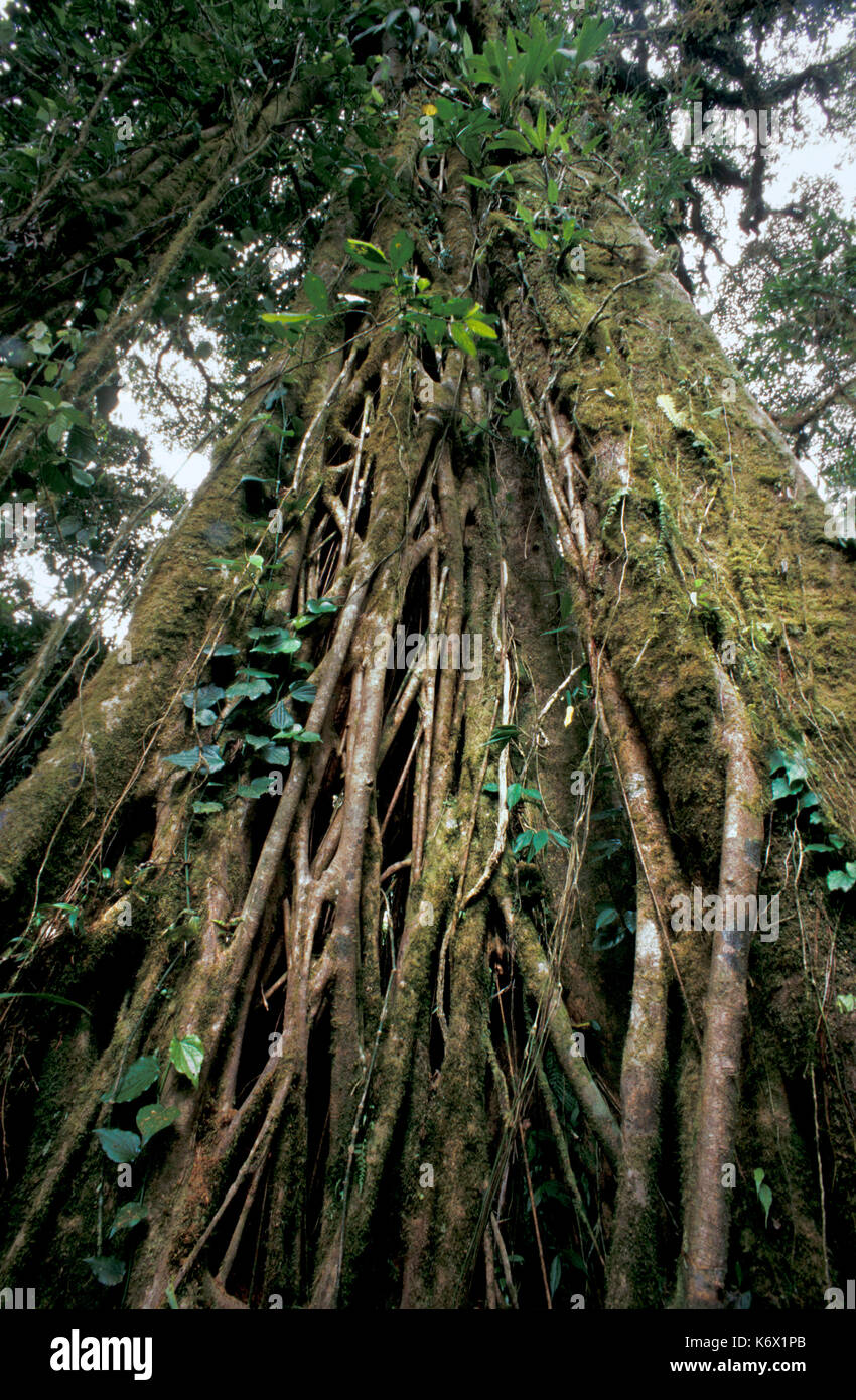 Strangler Fig Tree, Margarita, Venezuela, strangling growth habit that ...