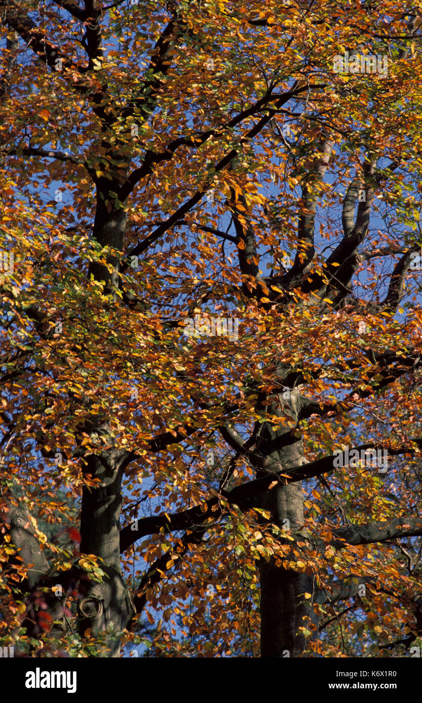 Common Beech Tree, with autumn colour leaves, green yellow and orange ...