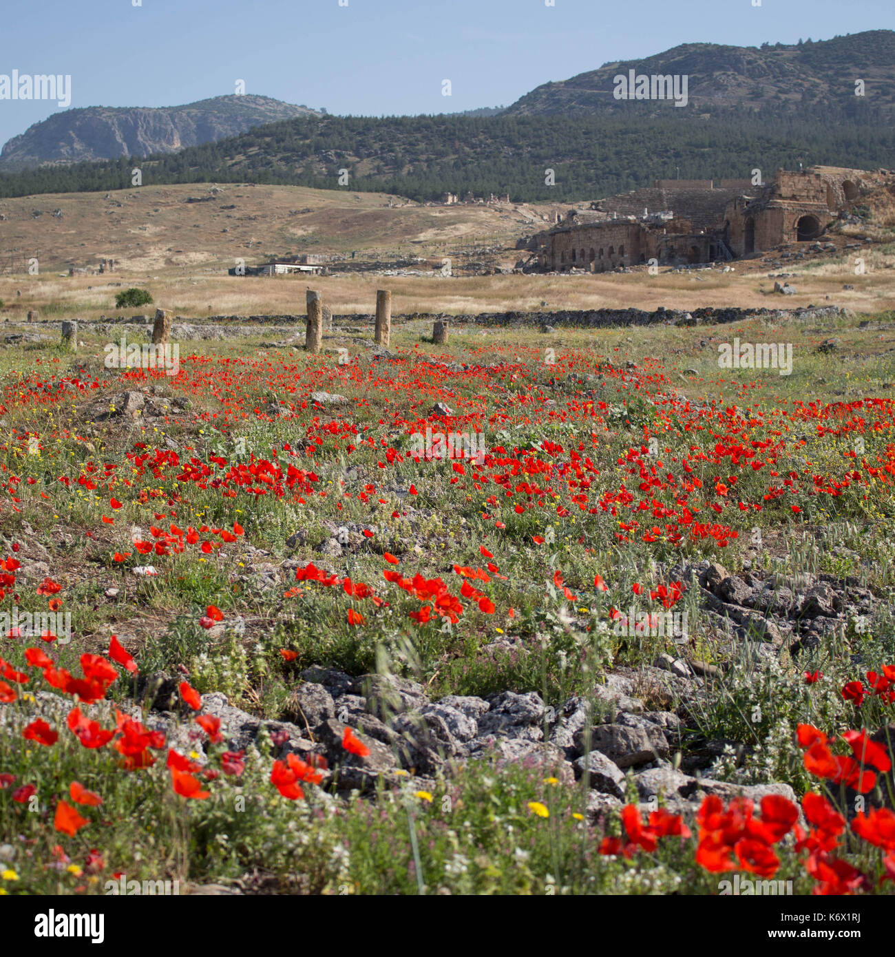 Poppies turkey hi-res stock photography and images - Alamy
