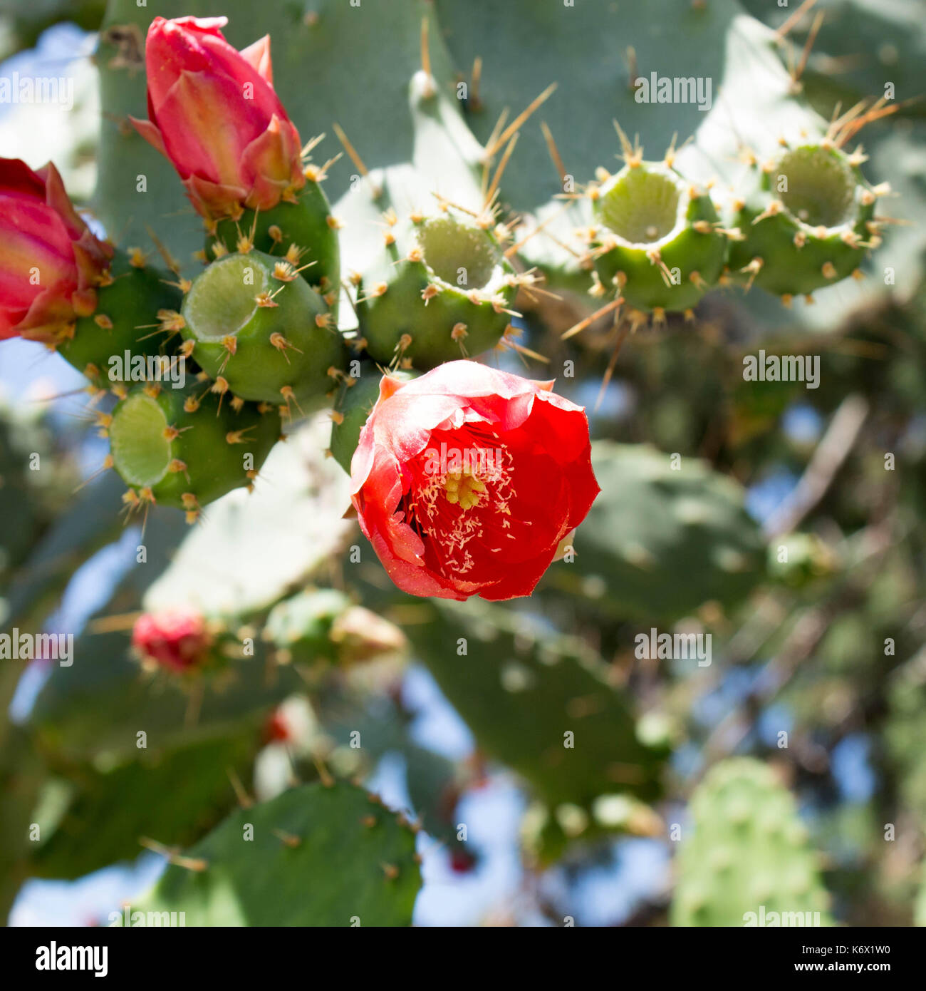Red spiky flower hi-res stock photography and images - Alamy